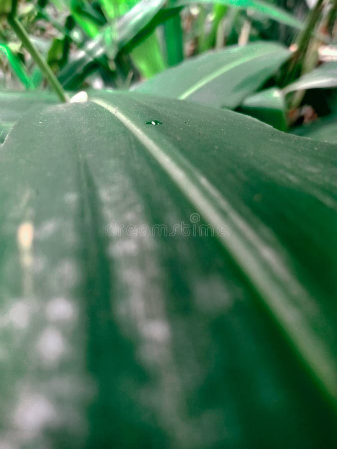 Long Leaf Short Tree with Vein Stock Image - Image of leaf, short ...