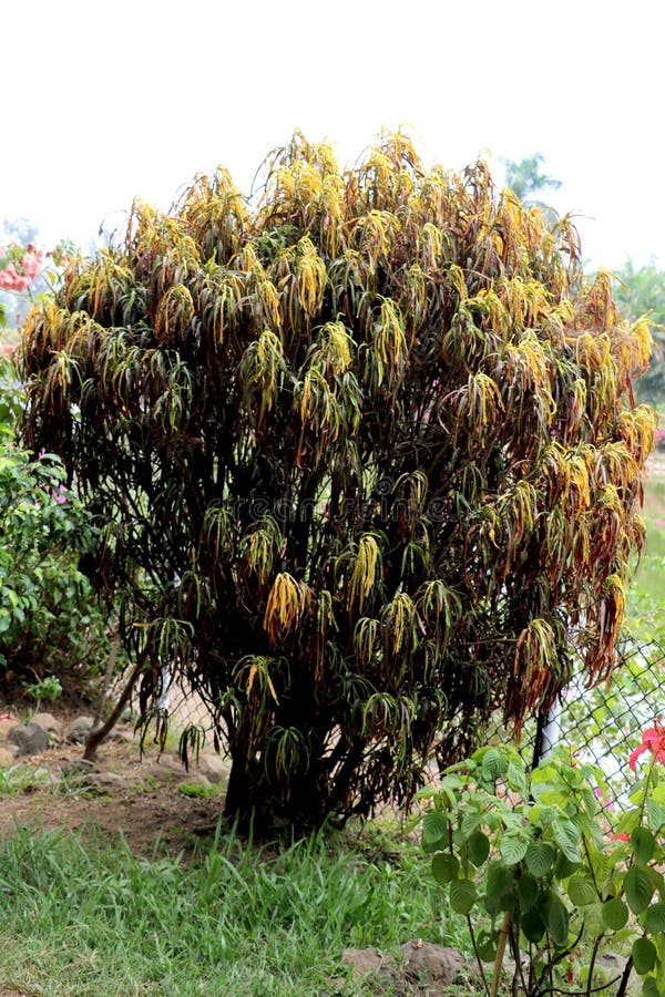 Long leaf plant in garden stock image. Image of landscaping - 234010371