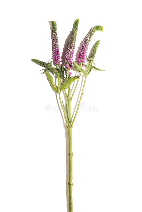 Long Leaf Veronica Pink Flowers Twig Stock Image - Image of isolated ... Long Leaf Veronica Pink Flowers Twig Stock Image - Image of isolated ...