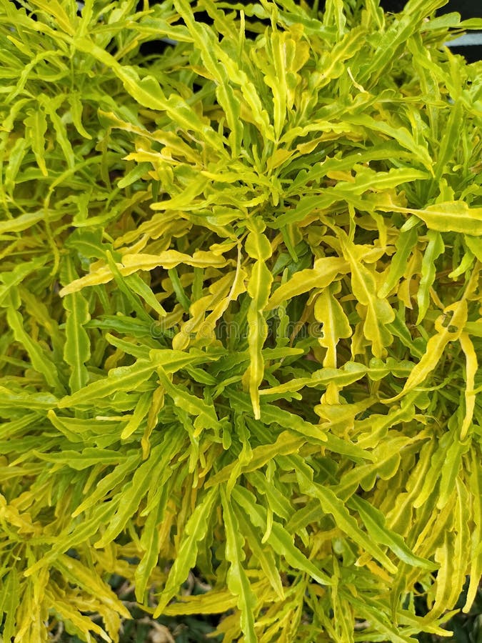 Long Leaf Yellow Mixed Green Stock Image - Image of leaf, long: 266632873