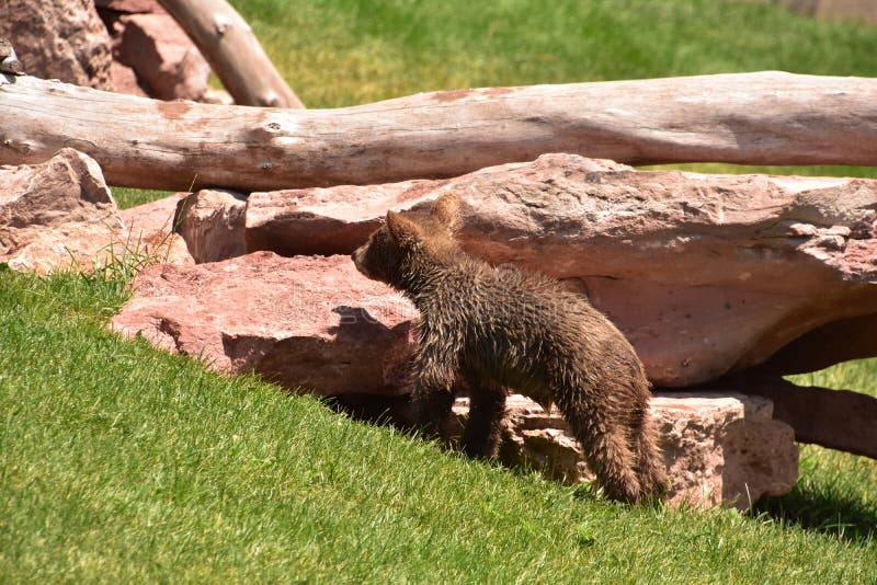 Long and Lean Brown Bear Cub in the Summer Stock Photo - Image of ...
