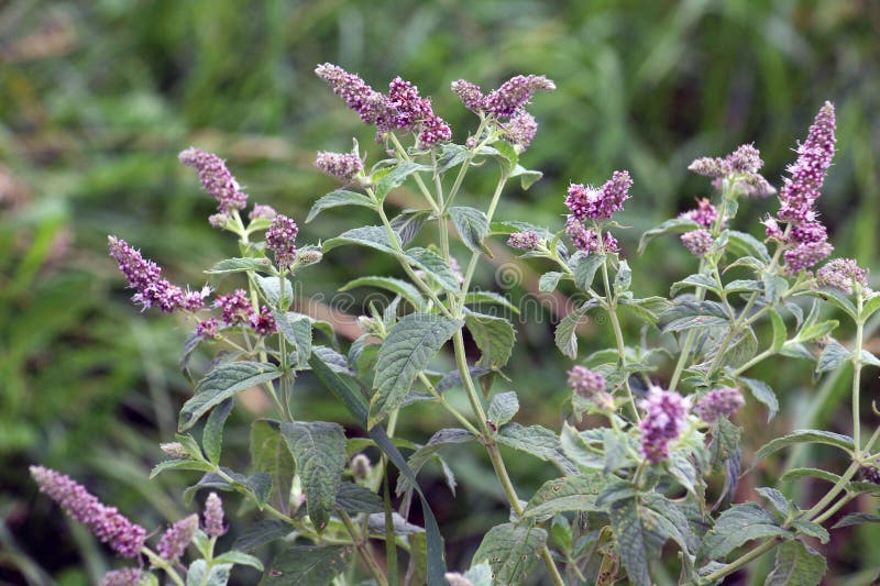 Long-leaved Mint (Mentha Longifolia) Grows in Nature Stock Photo ...
