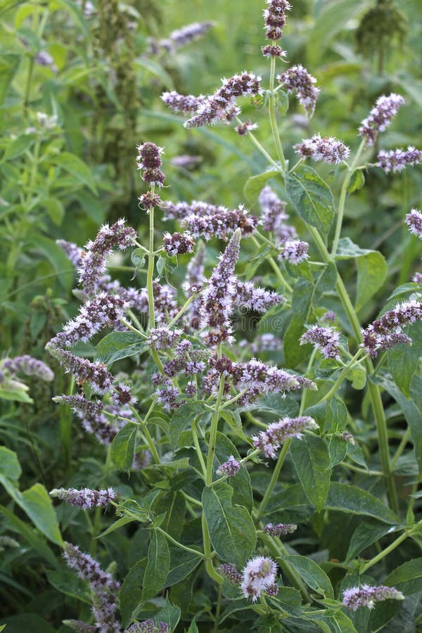 Long-leaved Mint (Mentha Longifolia) Grows in Nature Stock Image ...