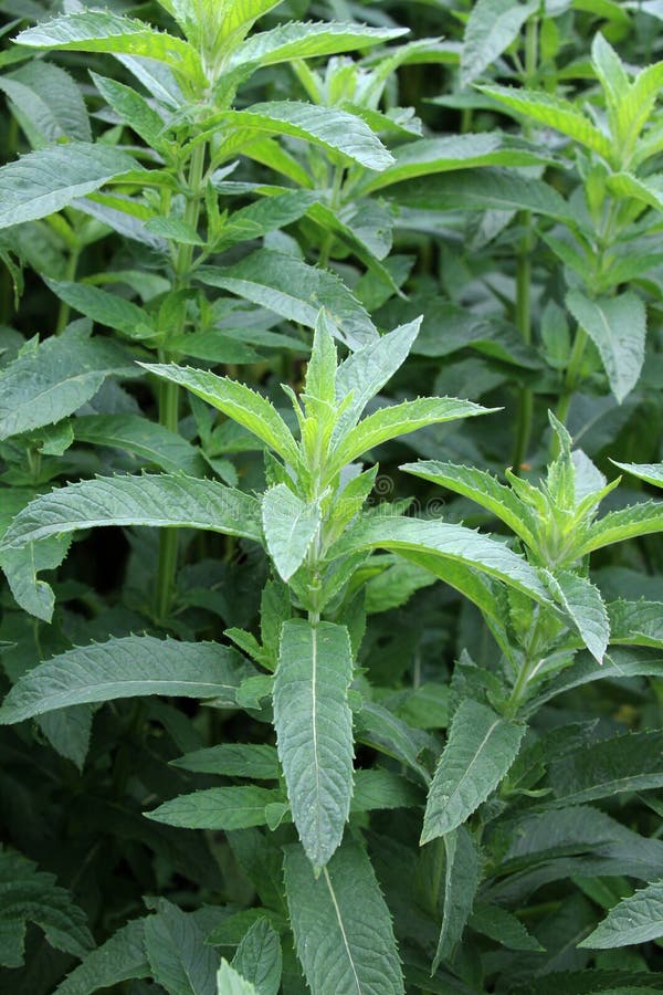 Long-leaved Mint (Mentha Longifolia) Grows in Nature Stock Image ...