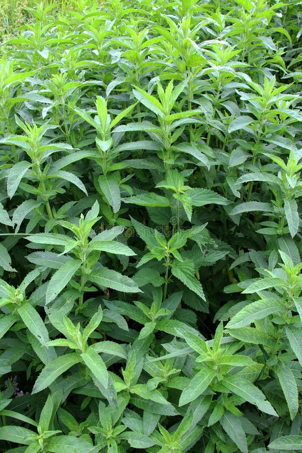 Long-leaved Mint (Mentha Longifolia) Grows in Nature Stock Image ...