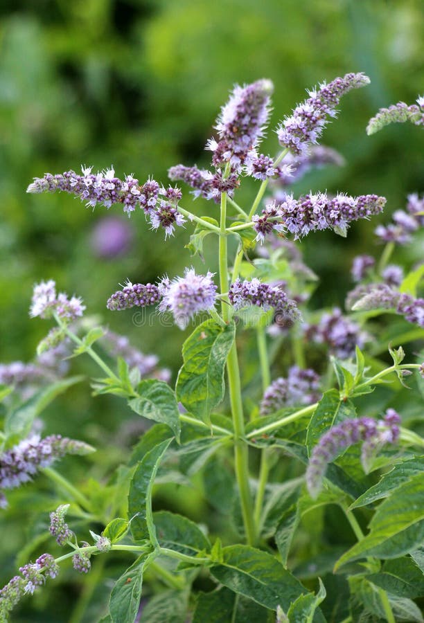 Long-leaved Mint (Mentha Longifolia) Grows in Nature Stock Image ...
