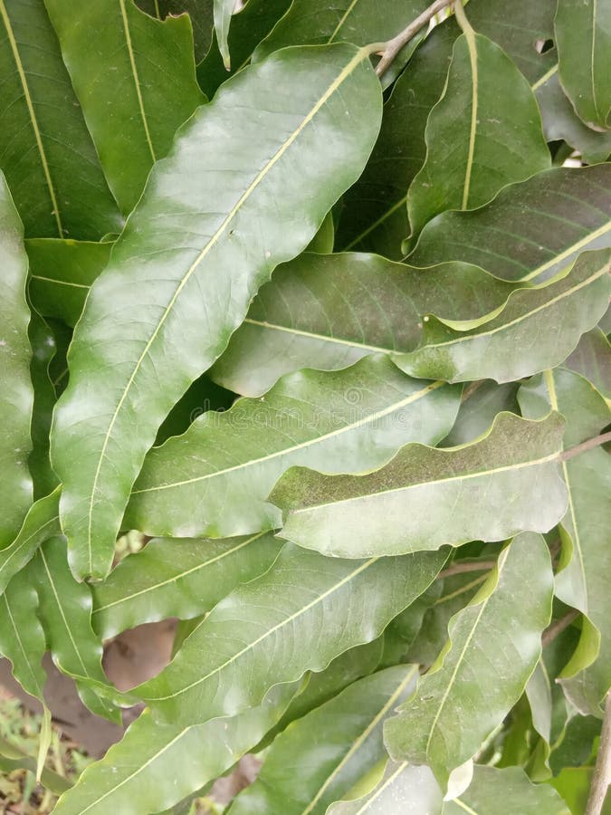 Long Leaves with Green Color Stock Photo - Image of vegetable, produce ...