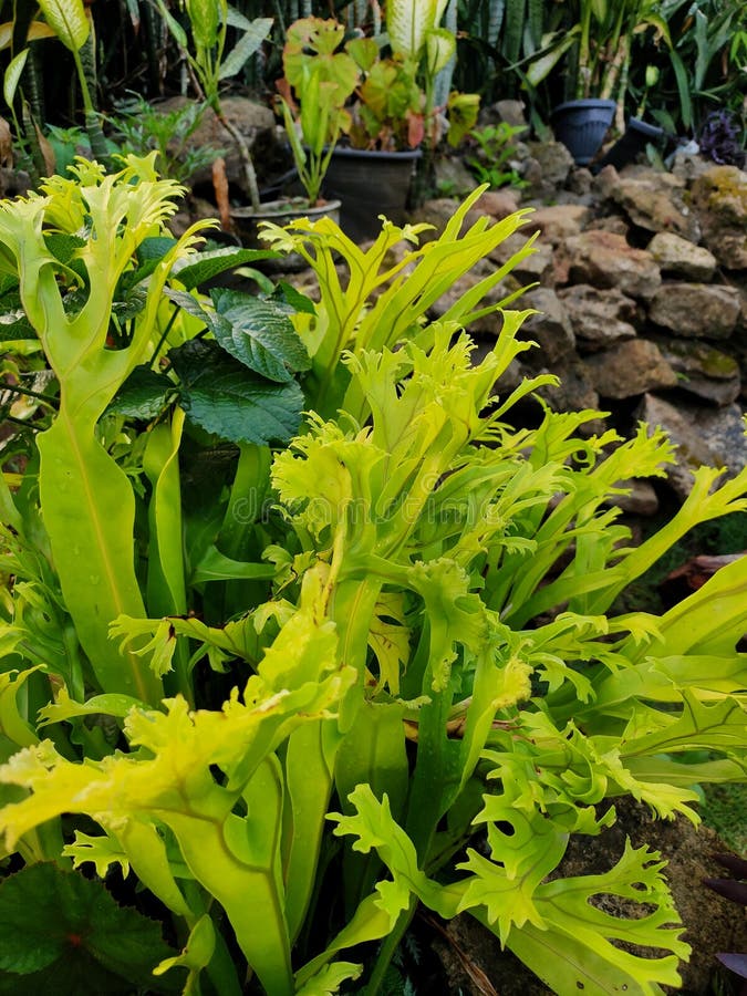 Long leaves like lettuce stock photo. Image of soil - 280453446