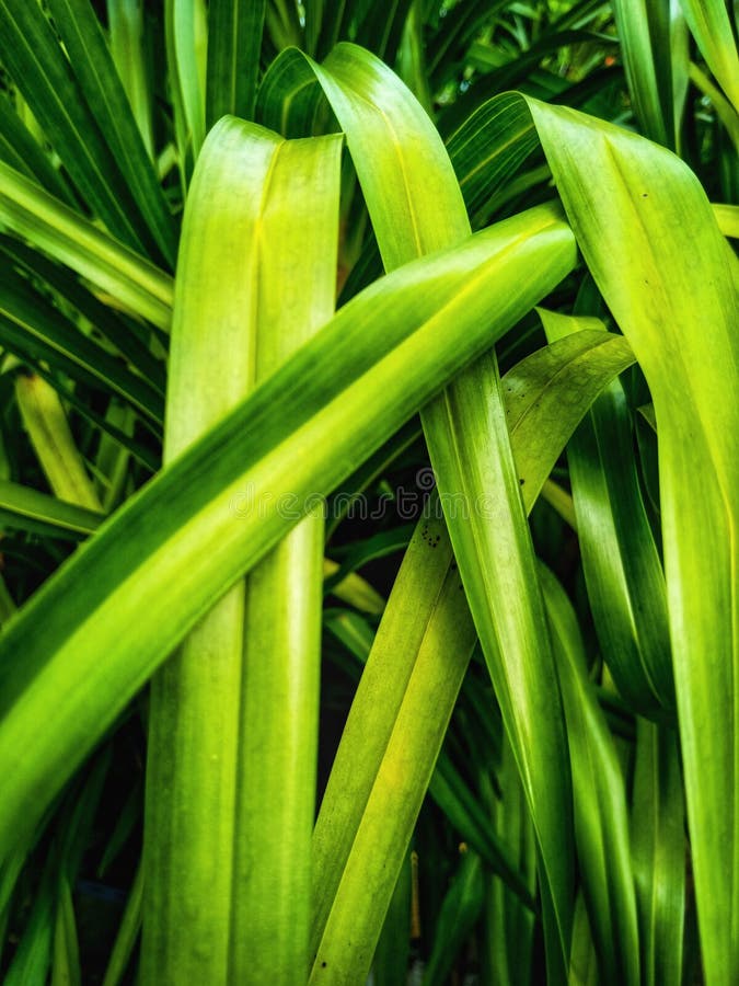 Long leaves stock photo. Image of bright, leaves, long - 135028424