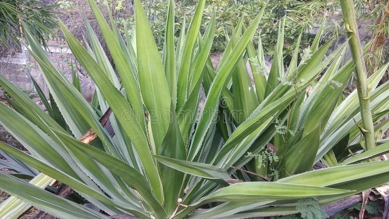 Long leaves stock photo. Image of leaves, beauty, landscape - 166141764
