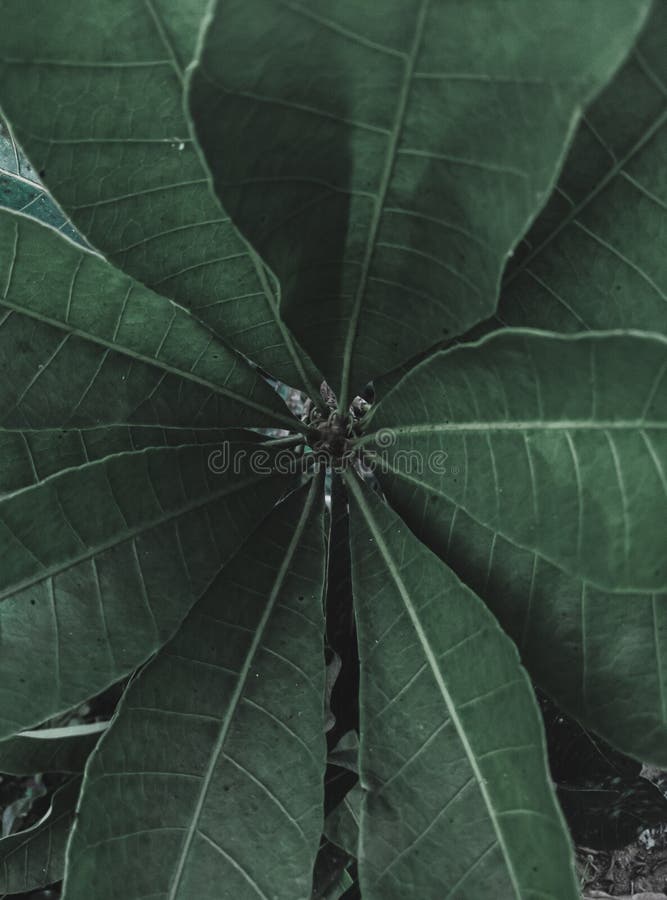 Long leaves top down stock photo. Image of leaves, botany - 256122084