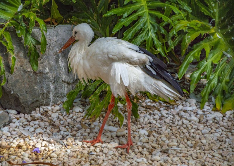 Long-leg White Big Bird Walking Stock Image - Image of long, animal ...