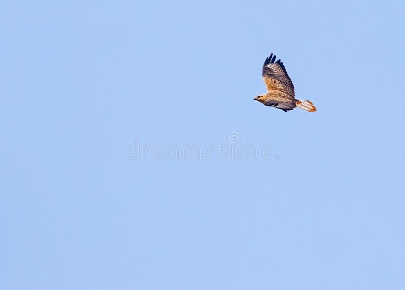 A long leg Buzzard in air stock photo. Image of wild - 250221540