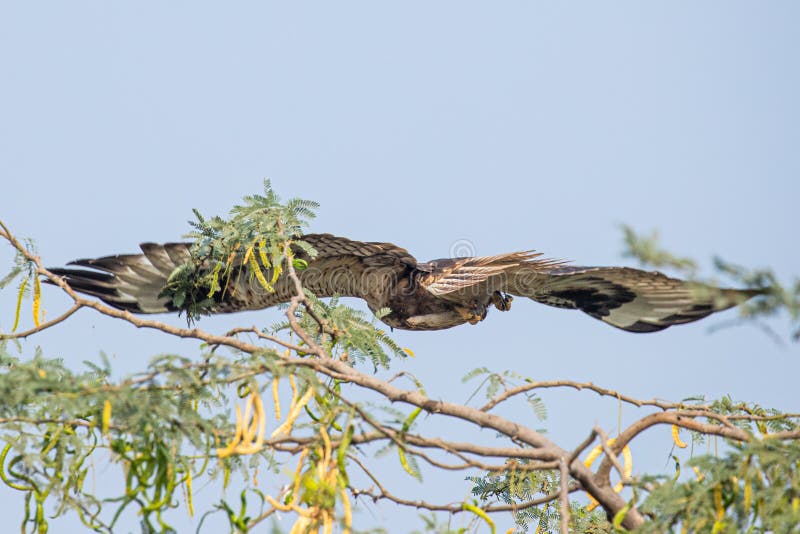 Long Leg Buzzard in Full Span Stock Image - Image of sunny, cute: 224452733
