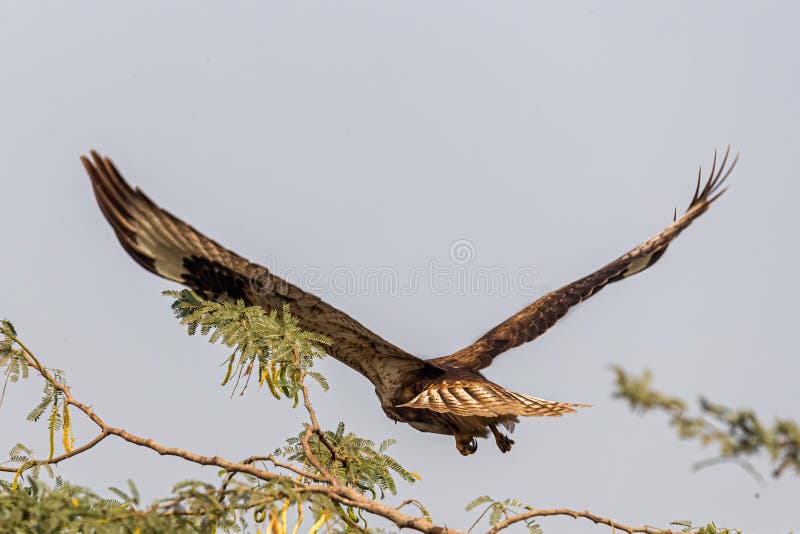 Long Leg Buzzard Resting on a Tree Stock Image - Image of flight, beak ...