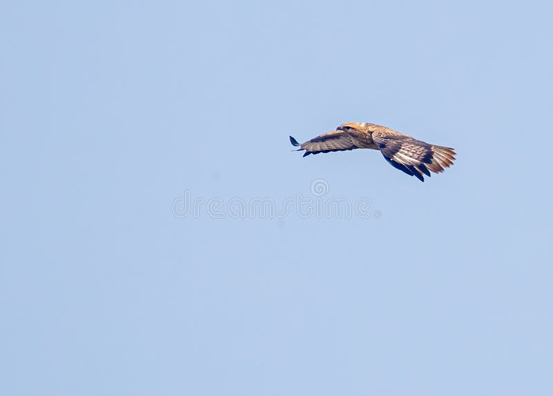 A Long Leg Buzzard with Strait Feathers in Flight Stock Photo - Image ...