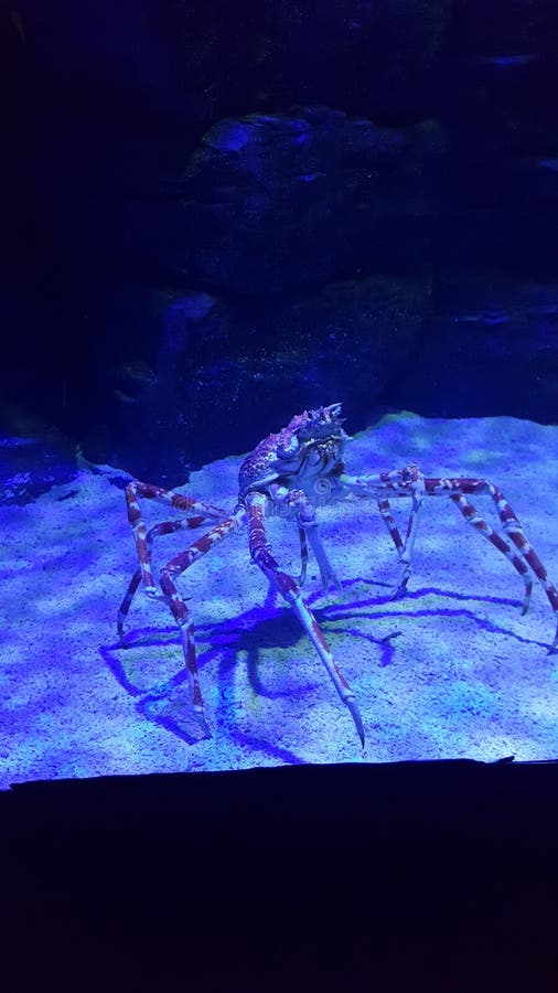 Long leg crab stock image. Image of long, crab, underwater - 120157595