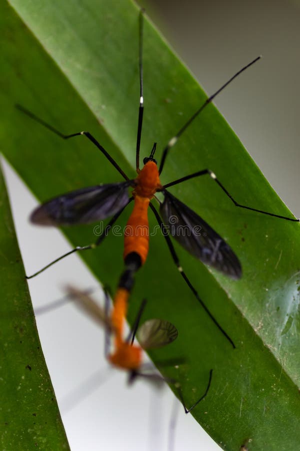 Long leg flies stock photo. Image of legs, habitat, diptera - 157113106