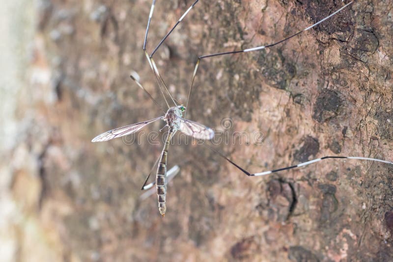 Long leg flies stock image. Image of diptera, giant - 160106343