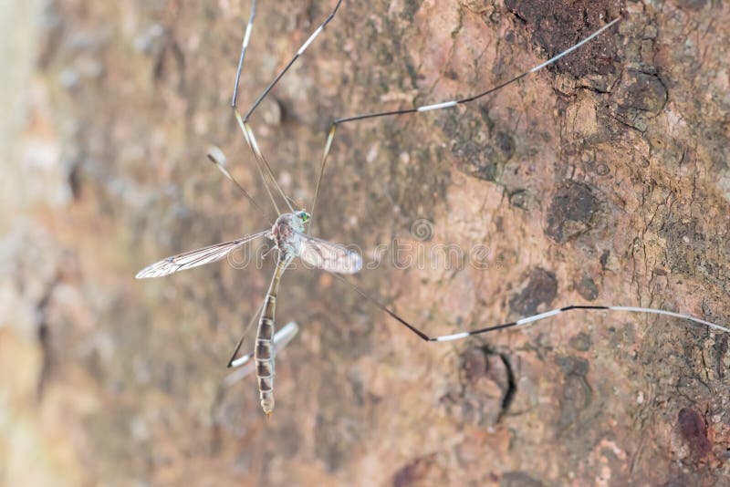 Long leg flies stock photo. Image of feelers, close - 160106418