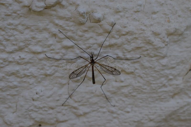 Insect on a white wall stock photo. Image of drawing - 231215912