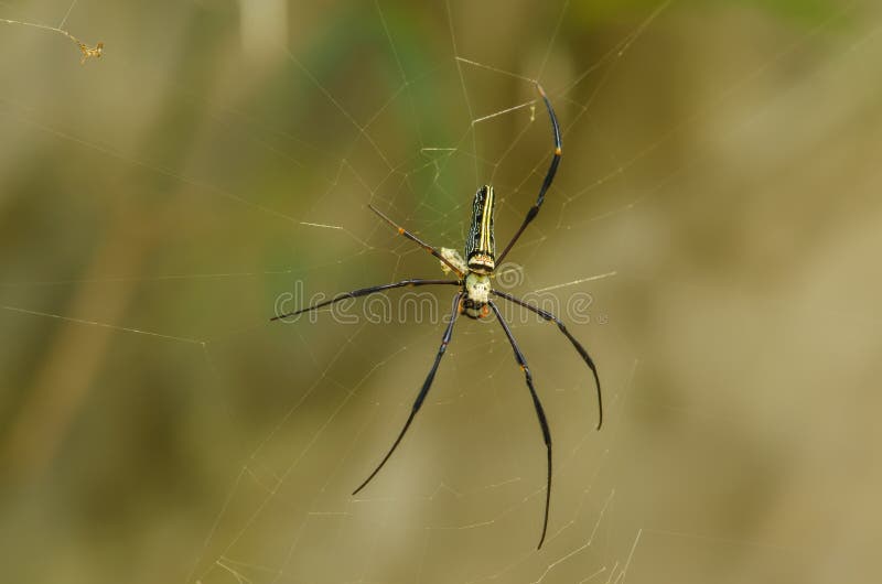 Long leg spider. stock photo. Image of golden, garden - 63975614