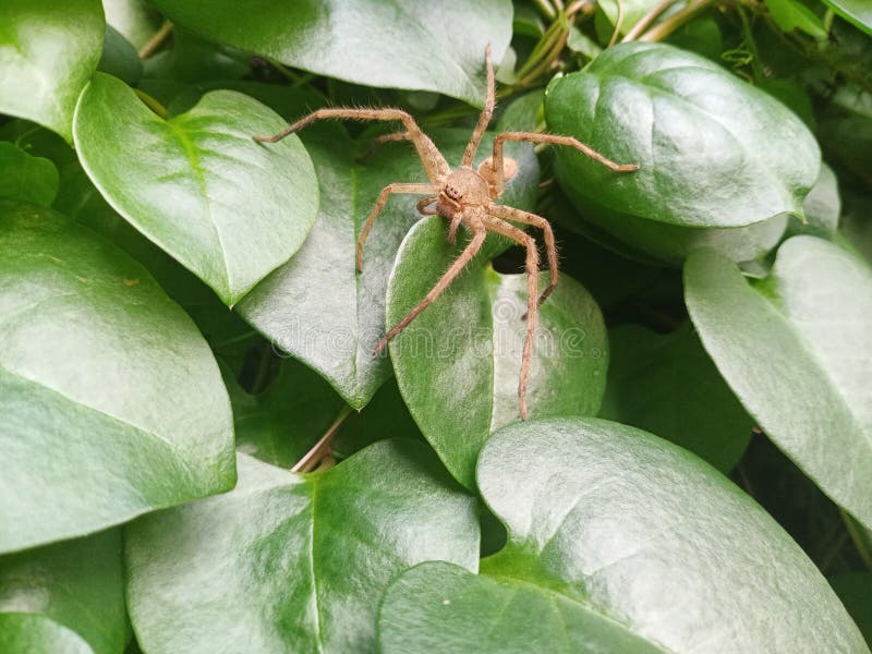 Long Leg Spider on Green Leaf Stock Image - Image of green, animal ...