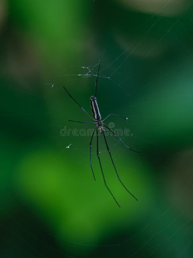 Long Leg Spider and Spider Web Stock Image - Image of invertebrate ...