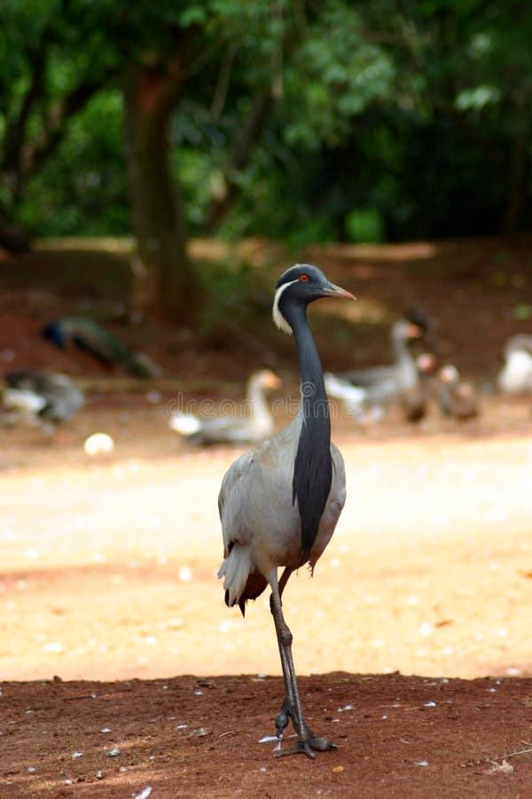 Long legged bird outdoors stock photo. Image of outdoors - 4164506