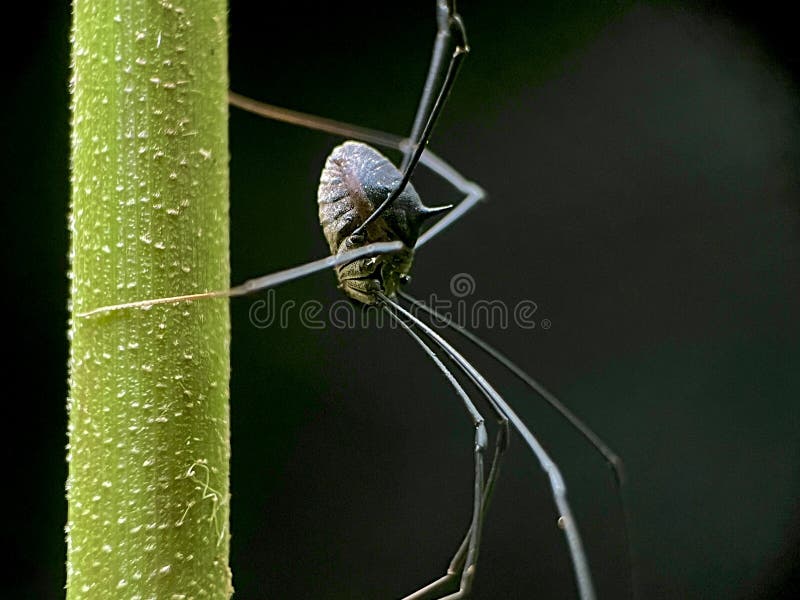 Black Spider Long Legs of Tropical Forests Stock Image - Image of ...