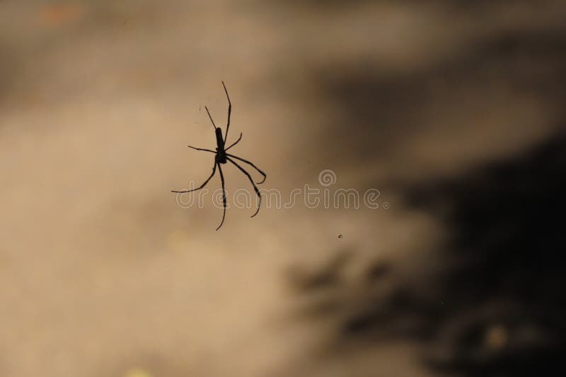 Invisible Spider (Philodromus Emarginatus) Stock Photo - Image of gray ...