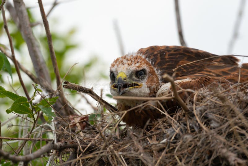 128 Baby Buzzard Stock Photos - Free & Royalty-Free Stock Photos from ...