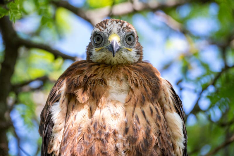Long-legged Buzzard Buteo Rufinus. Bird of Prey. Close Up Stock Photo ...