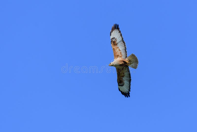 Long-legged Buzzard Buteo Rufinus Flying in the Sky Stock Image - Image ...