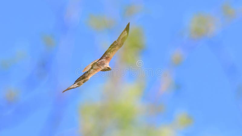Long-legged Buzzard Buteo Rufinus Flying in the Sky Stock Image - Image ...