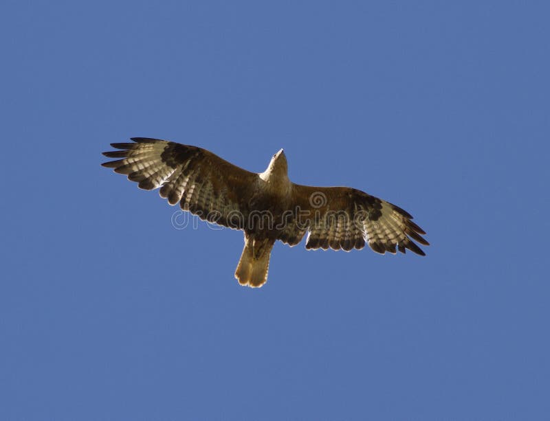 Long Legged Buzzard Soaring Sky Kalmykia Stock Photos - Free & Royalty ...