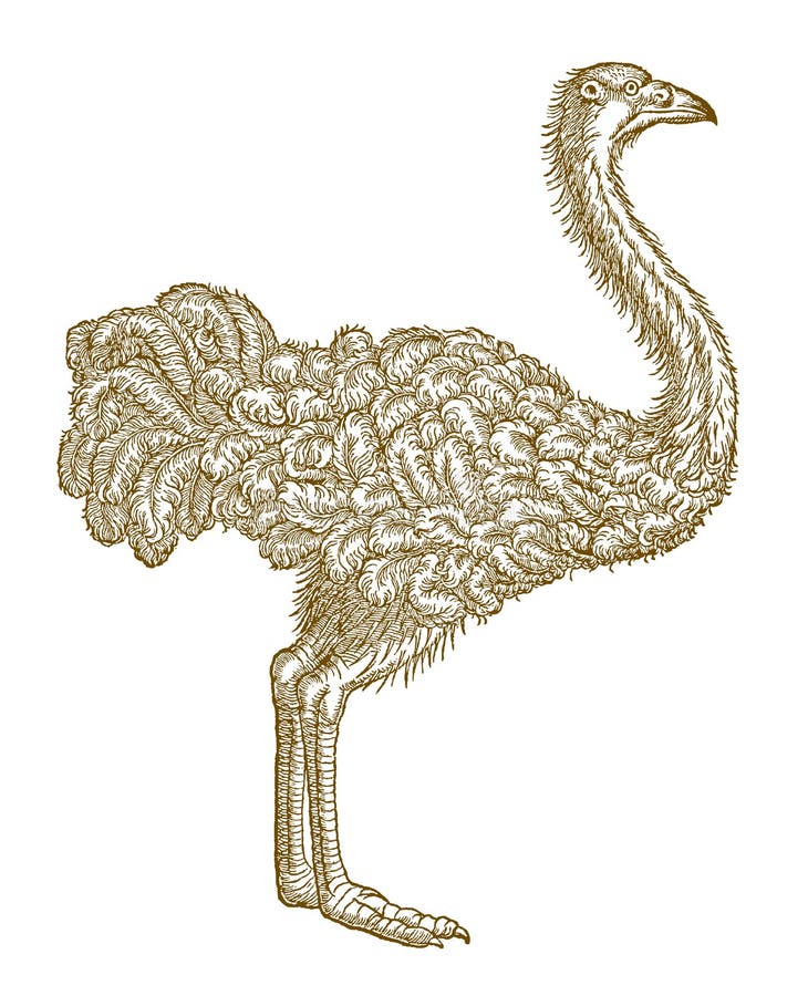 Common Ostrich Coloring Vector for Adults Bird Stock Vector ...