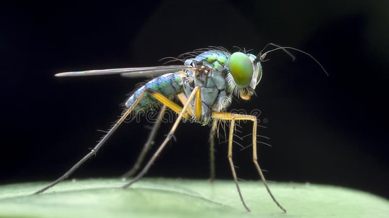 Long legged fly stock photo. Image of macro, long, legged - 231839182