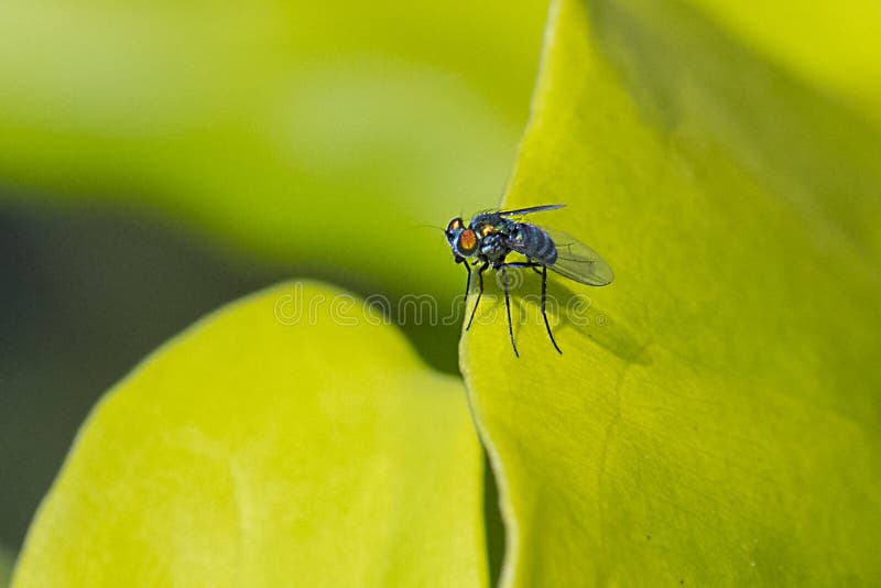 Long-Legged Fly stock image. Image of wildlife, nature - 214937899