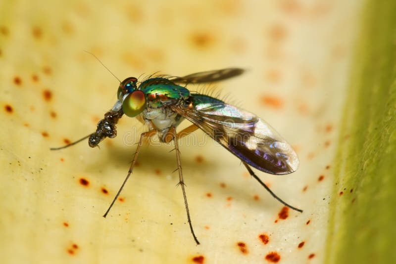 Long-Legged Fly Macro Picture. Image: 7910433