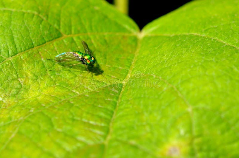 Fly green metallic stock photo. Image of body, wildlife - 72328570