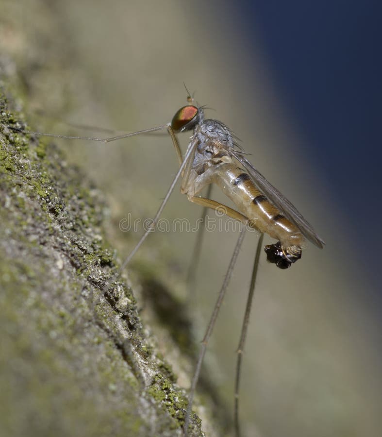 Long Legged Fly Sitting on a Tree Trunk Stock Image - Image of animal ...