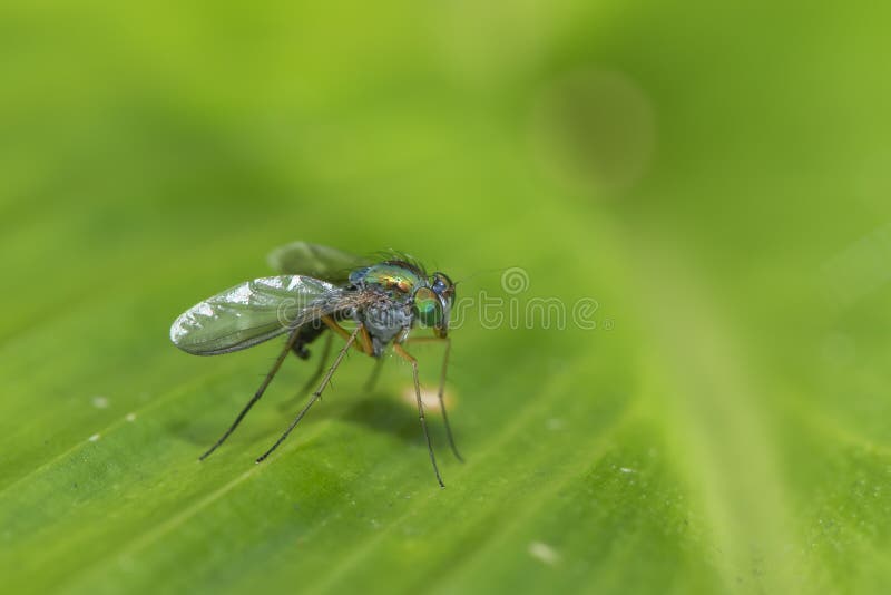 Long Legged Fly Stand on Green Leaves, Small Green Fly. Stock Image ...