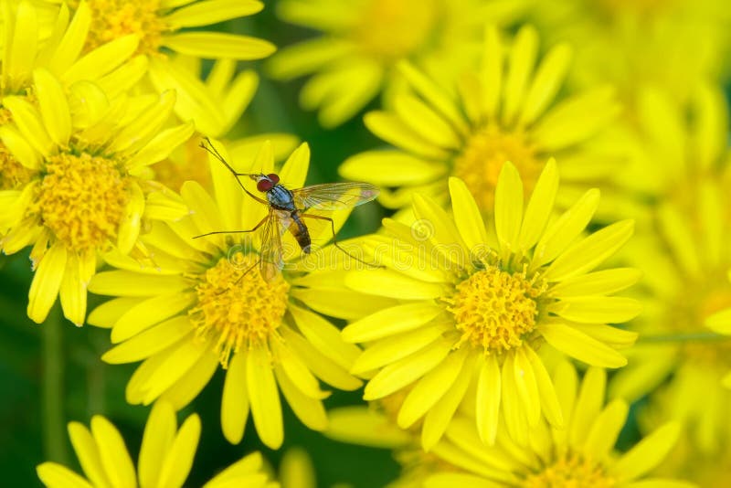 Long legged fly stock photo. Image of chrysanthemum - 257437808