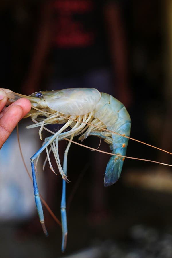 Traditional Long Legged House Stock Photos - Free & Royalty-Free Stock ...