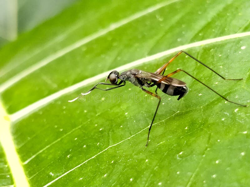 Long-legged Insect is Looking for a Mate Stock Image - Image of looking ...