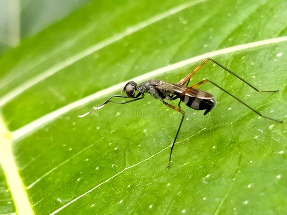 Long-legged Insect is Looking for a Mate Stock Image - Image of looking ...
