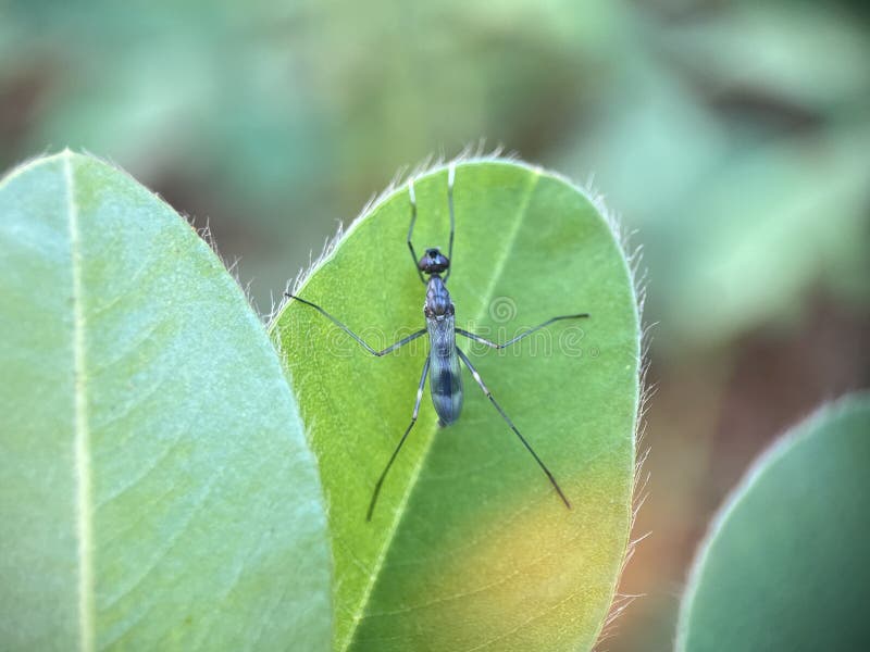 Micropeza Corrigiola Insect on Leaf Close Up Stock Photo - Image of ...