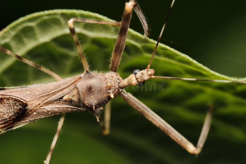 A Long Legged Insect is Perched on a Leaf, with Brown Spots Stock Image ...