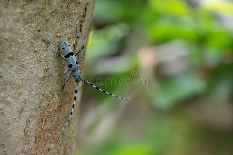 A Long Legged Insect on the Side of a Tree Trunk Stock Photo - Image of ...
